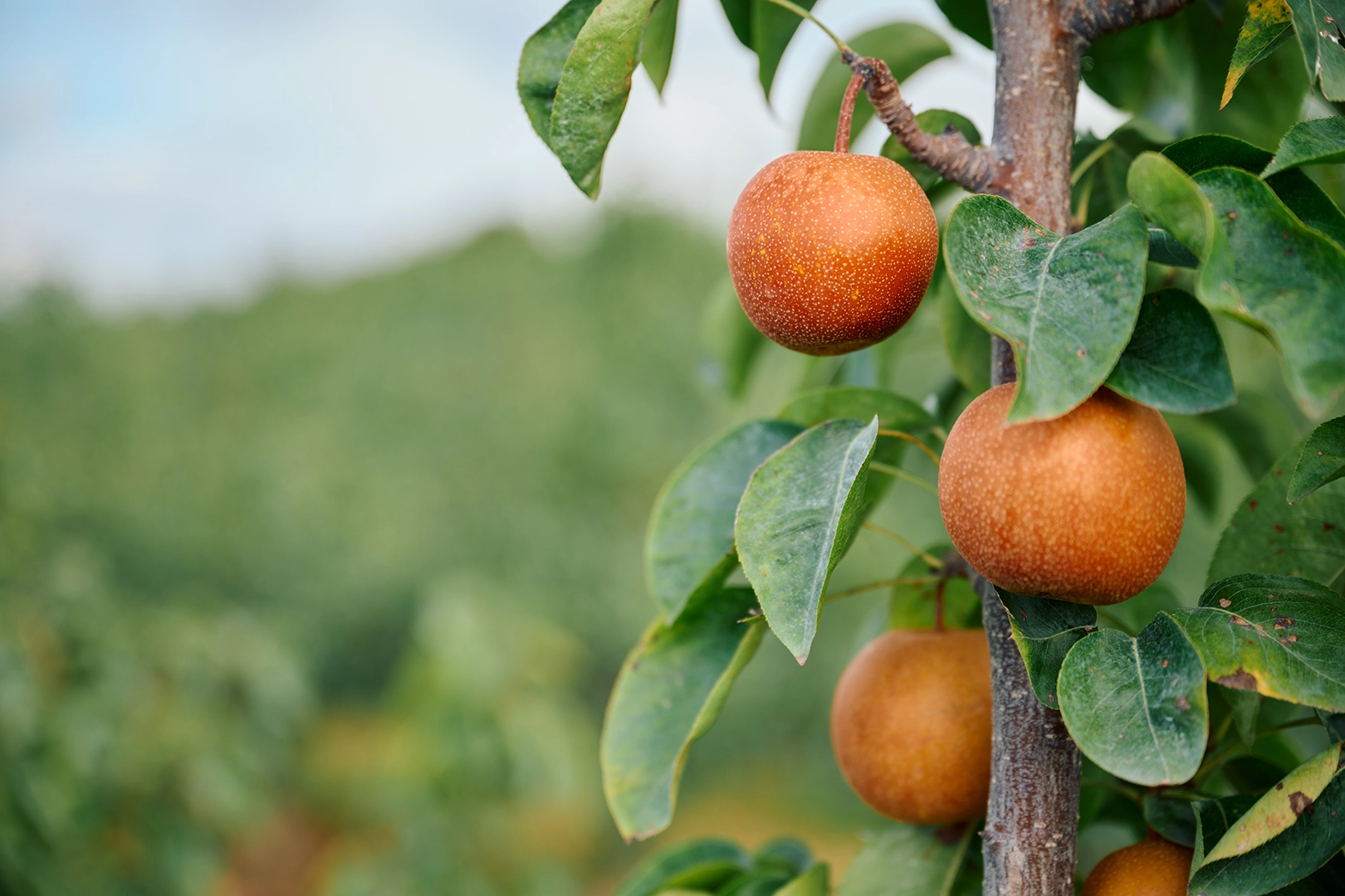 Wonderfulfruit asian pears aka Subarashii Kudamo limited - General ...