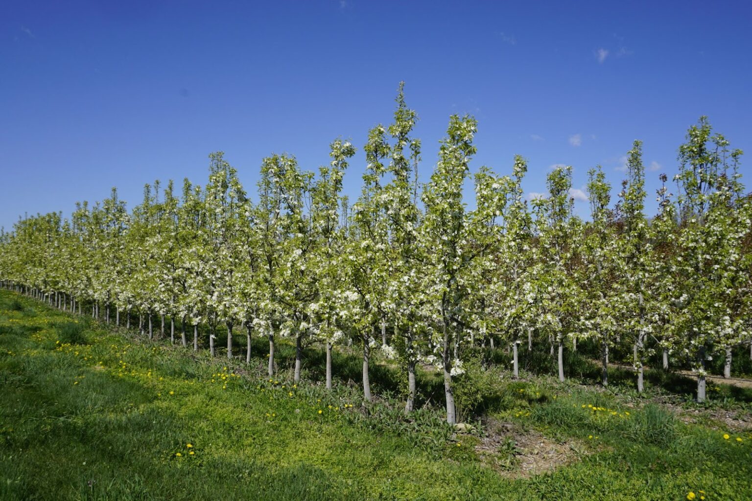 Buy Fresh Asian Pears Online - Subarashii Kudamono